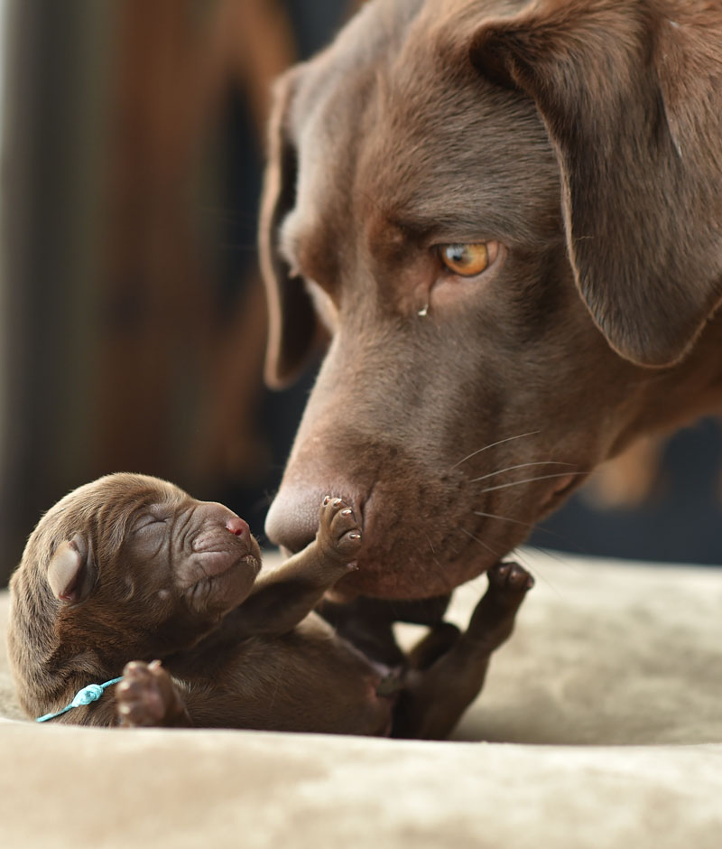 OFA & PENN HIP - Vet in Youngsville | Heartwood Animal Hospital