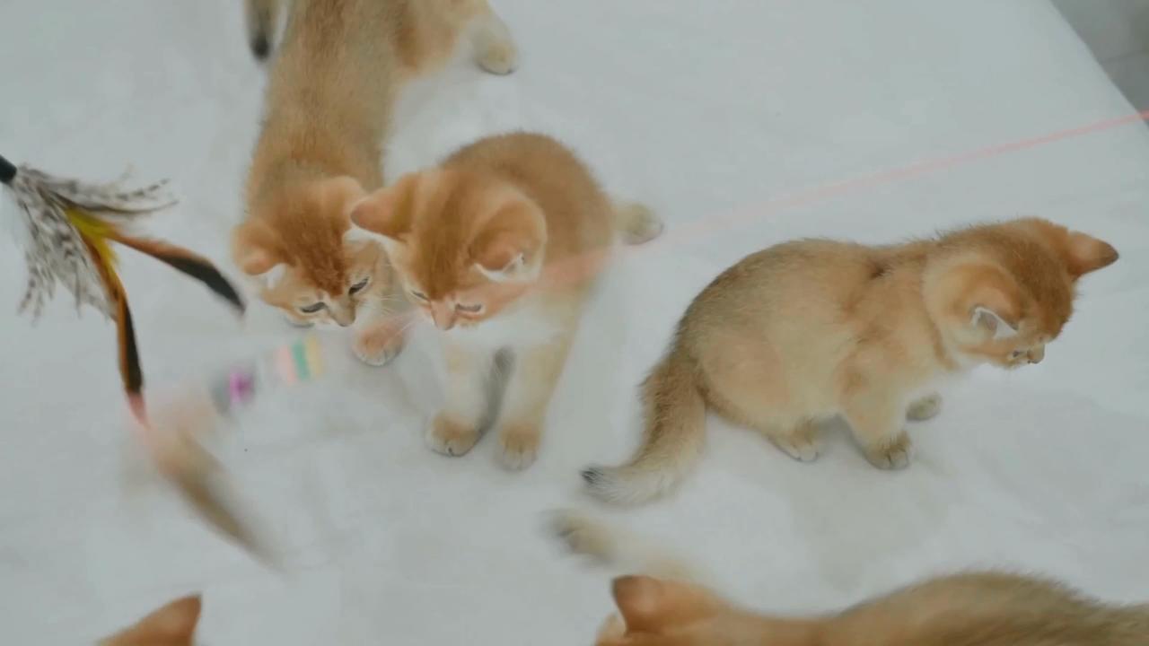 Breeding Services - Vet in Youngsville | Heartwood Animal Hospital